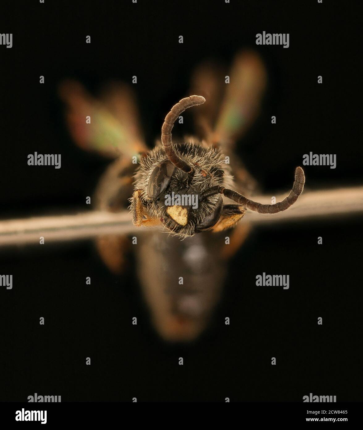 Panurginus hi-res stock photography and images - Alamy