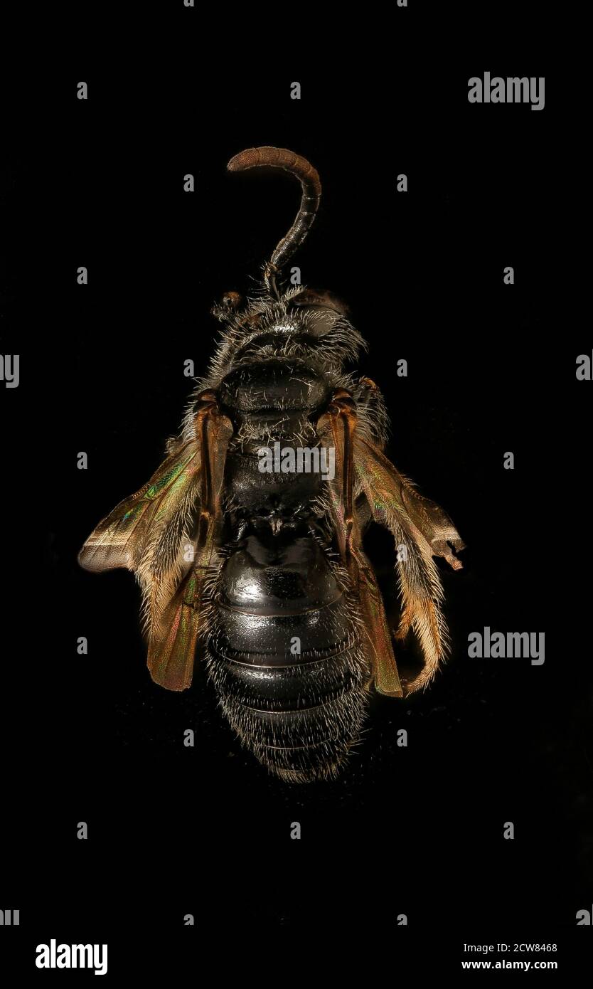 A close-up image of Panurginus atramontensis, a species of bee ...