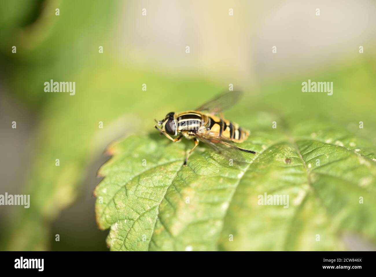 Sun-Fly Hoverfly (Helophilus pendulus) On A Green Leaf in the Sun in ...