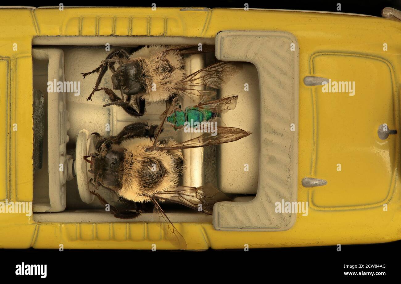 (Fixed) Bees in Cars, Yellow, Overhead 2019-03-27-15.13.13 ZS PMax UDR ...