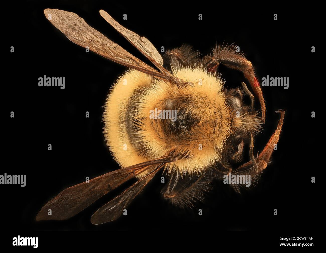 A close-up image of Bombus sandersoni, a species of bumblebee ...