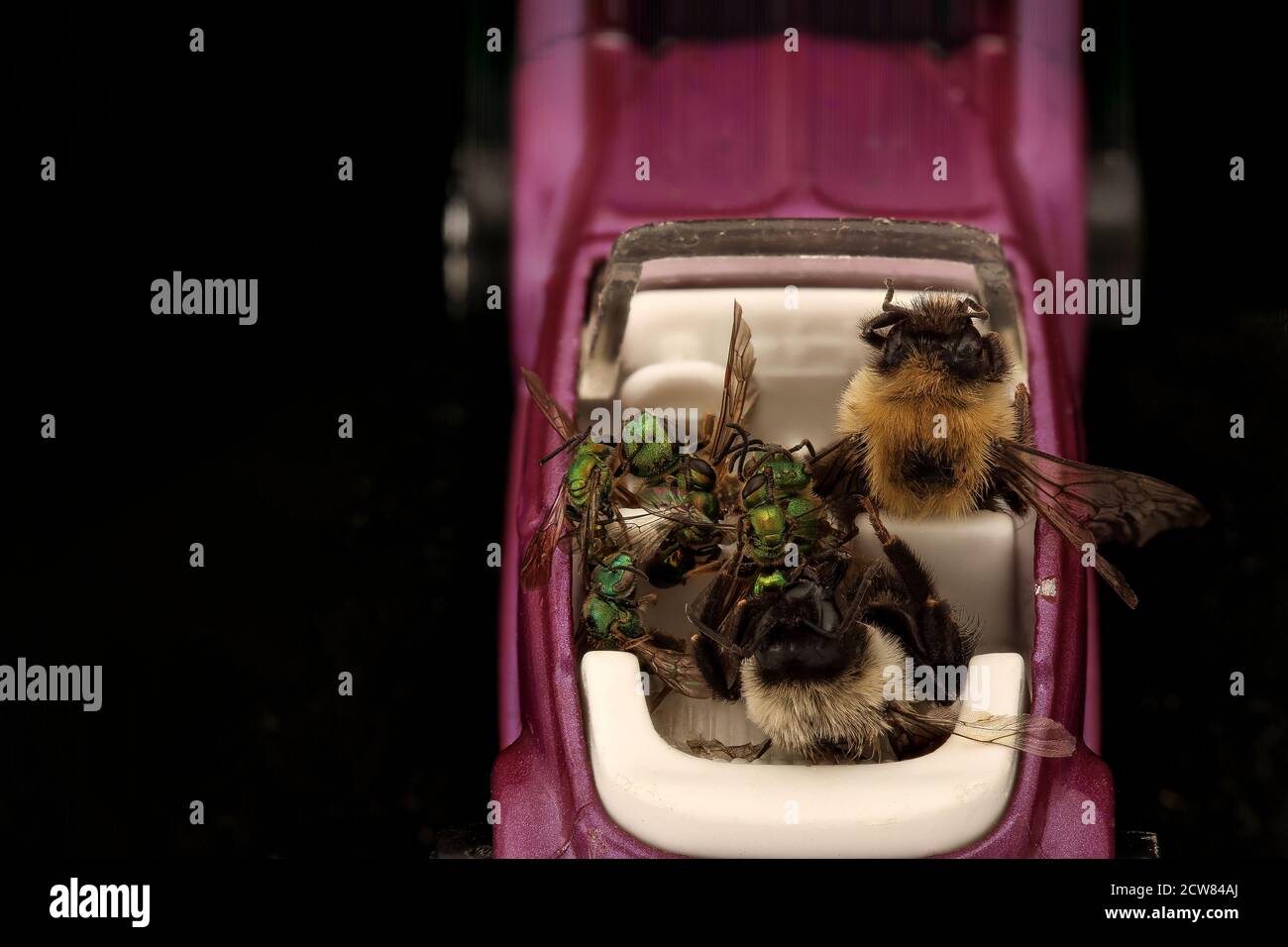 A photo taken on March 28, 2019, shows a car filled with bees, captured ...