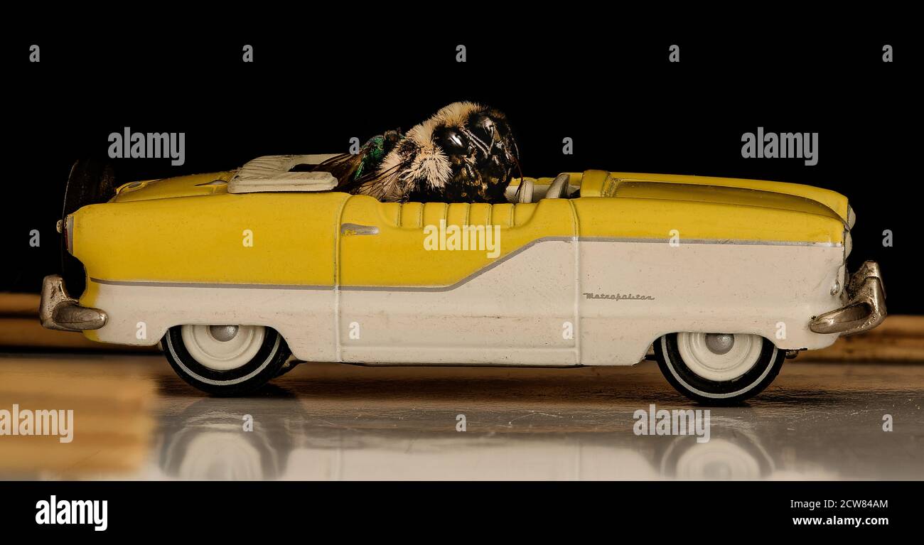 Bees cars hi-res stock photography and images - Alamy