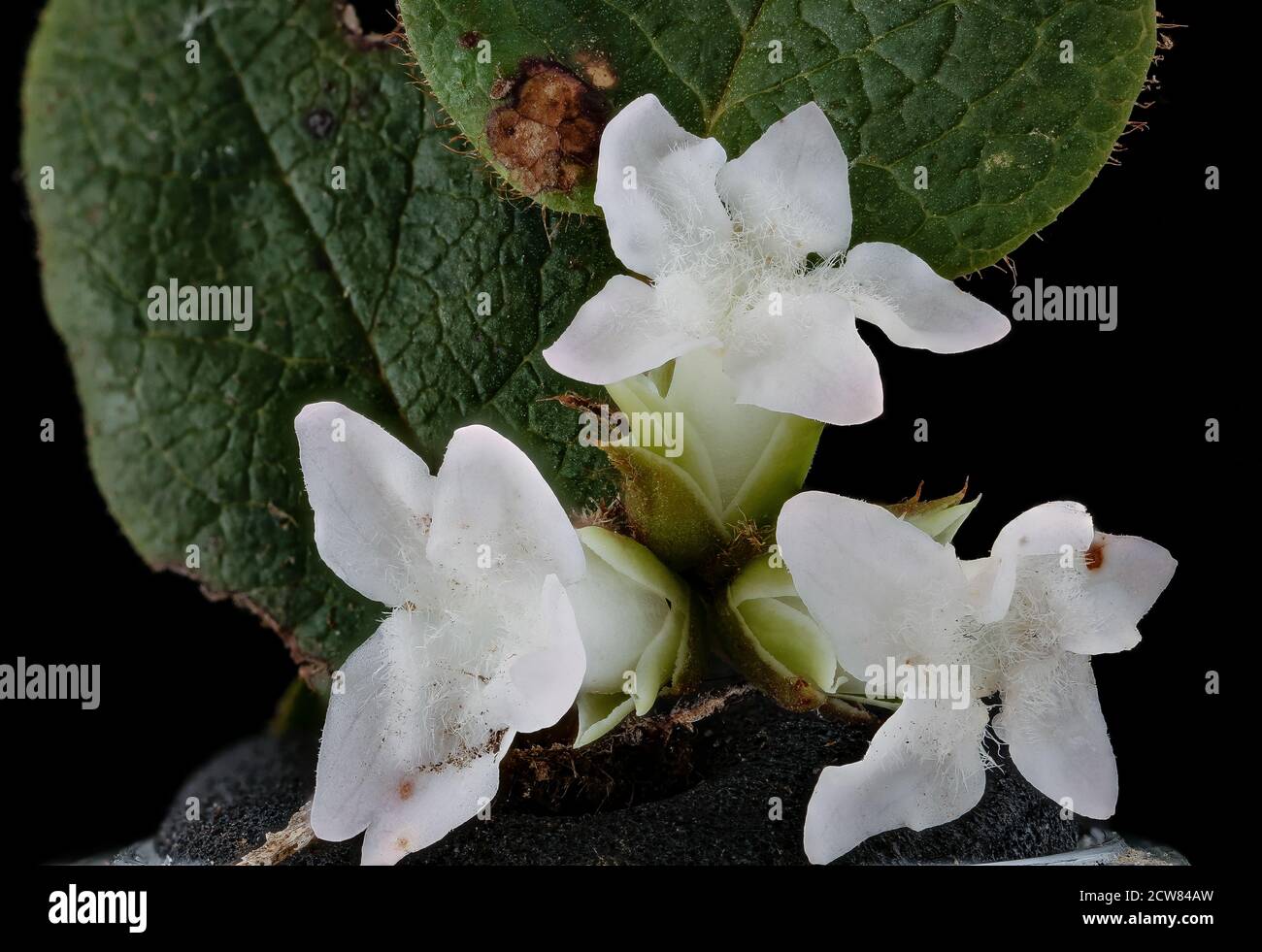 Epigaea repens, also known as Trailing Arbutus, is photographed in ...