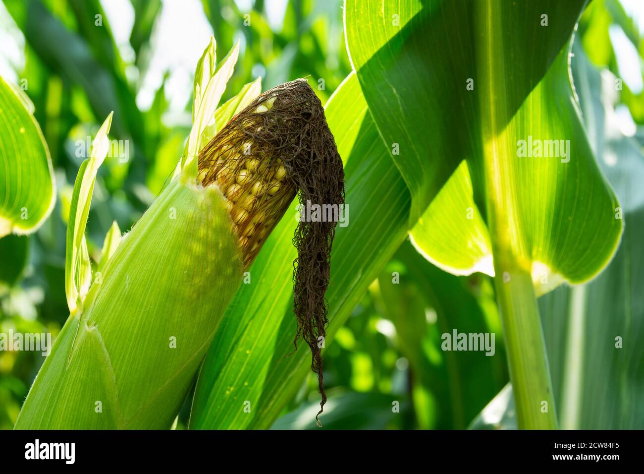 The corn cob hi-res stock photography and images - Alamy