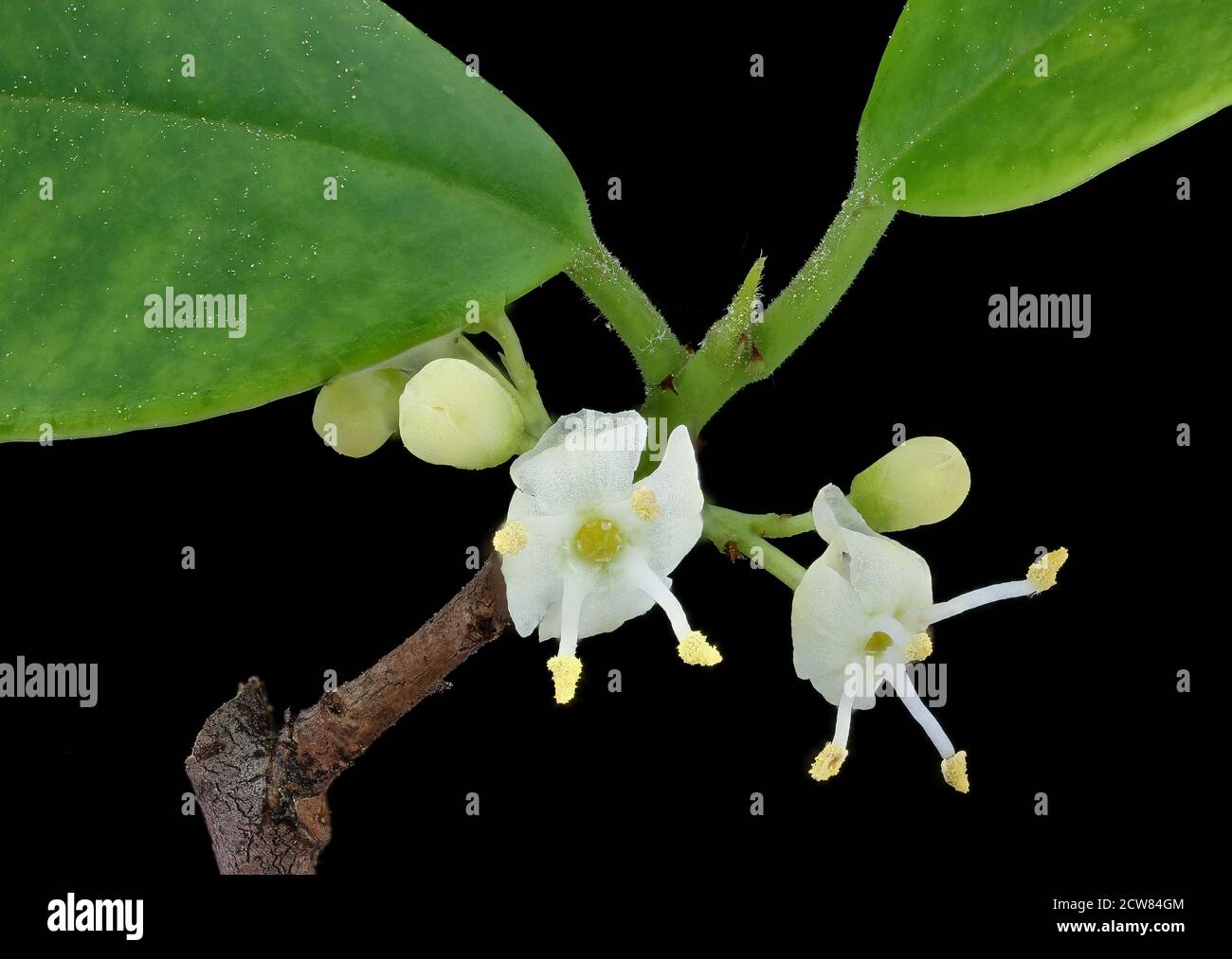 Staminate flowers hi-res stock photography and images - Alamy