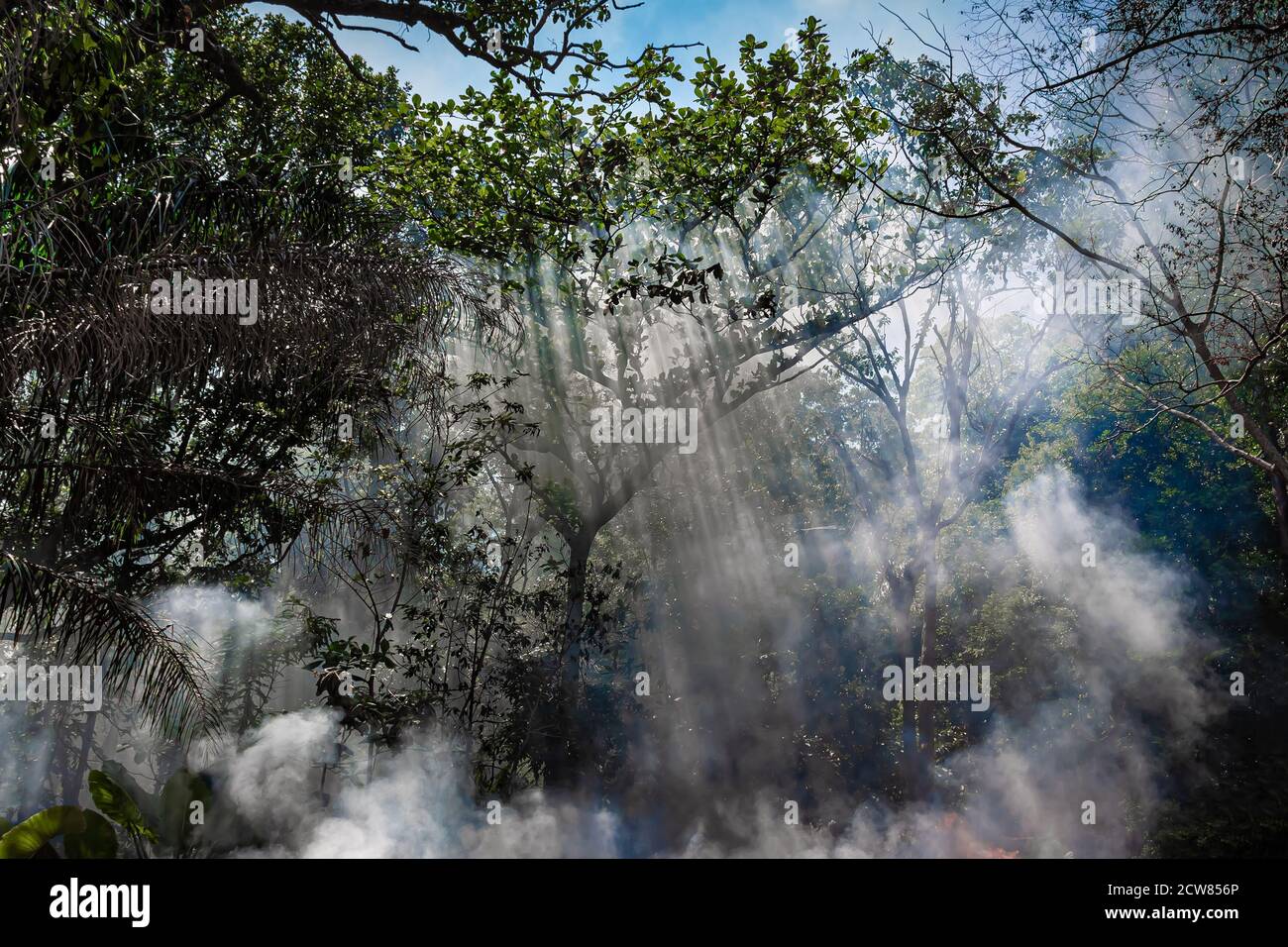 The smoke from the fire in the jungle. The sun's rays make their way ...