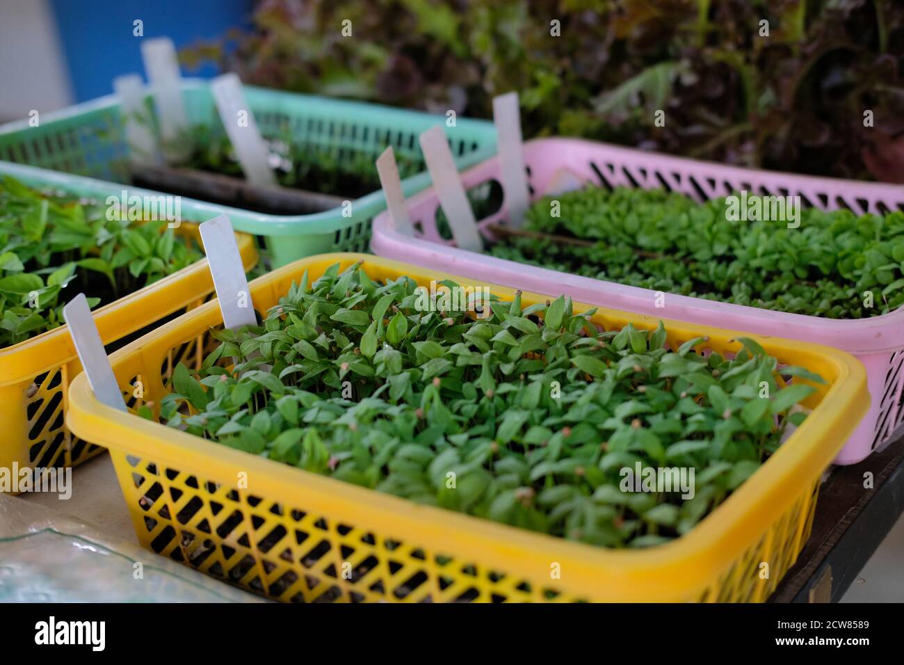 vegetable sprout seedling plant growing in nursery greenhouse in farm ...