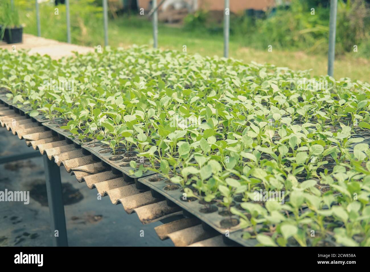 vegetable sprout seedling plant growing in nursery greenhouse in farm ...