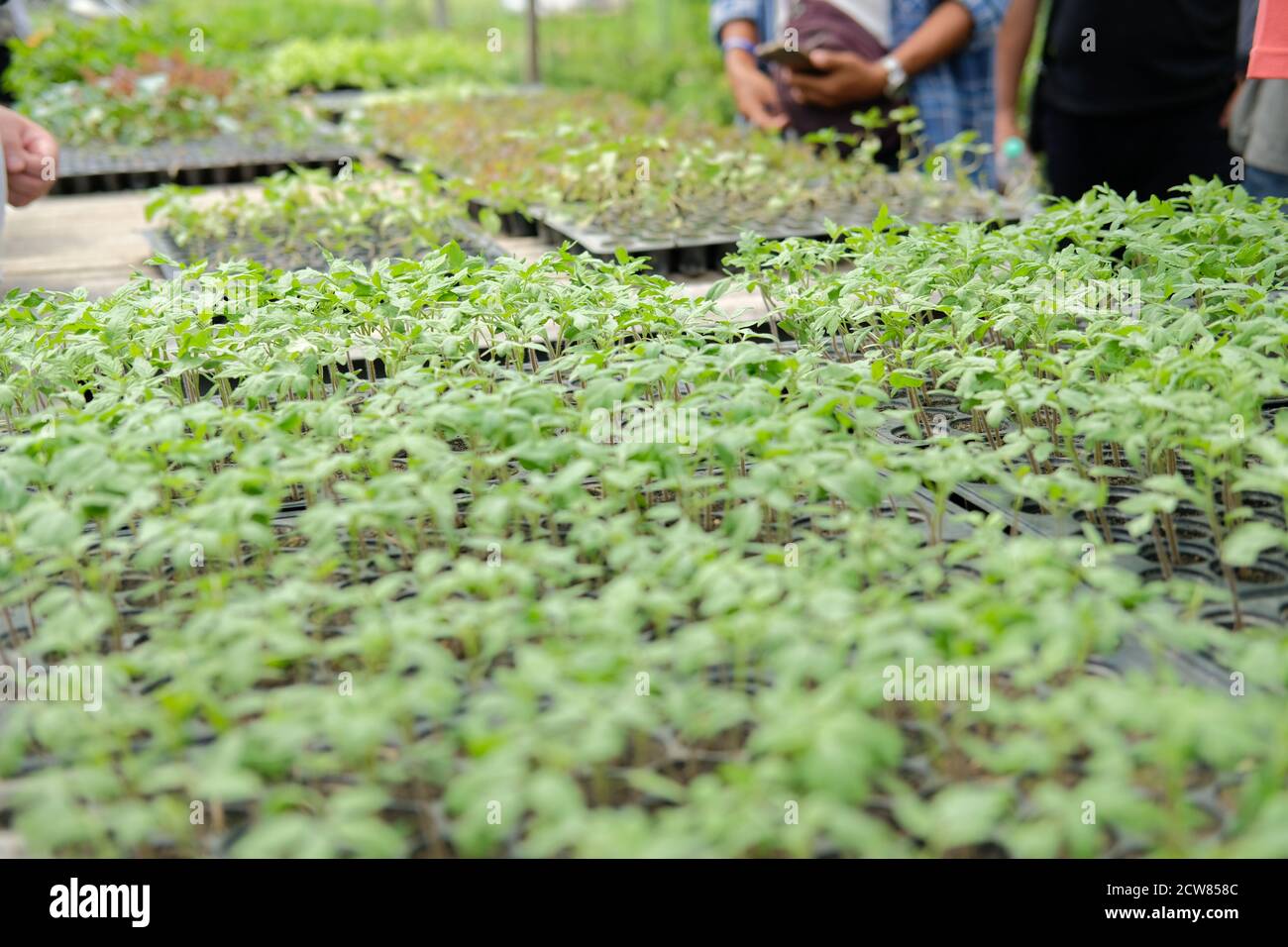vegetable sprout seedling plant growing in nursery greenhouse in farm ...