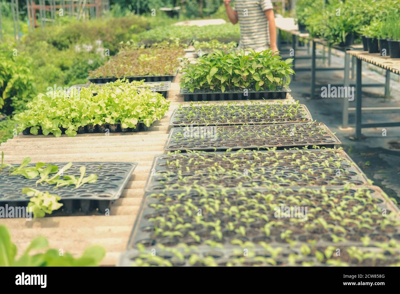 vegetable sprout seedling plant growing in nursery greenhouse in farm ...