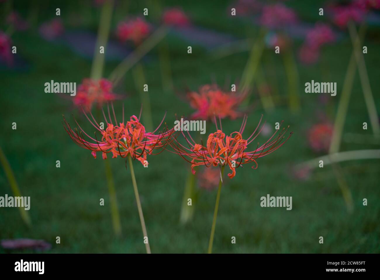 Red lycoris radiata on greed grass Stock Photo - Alamy