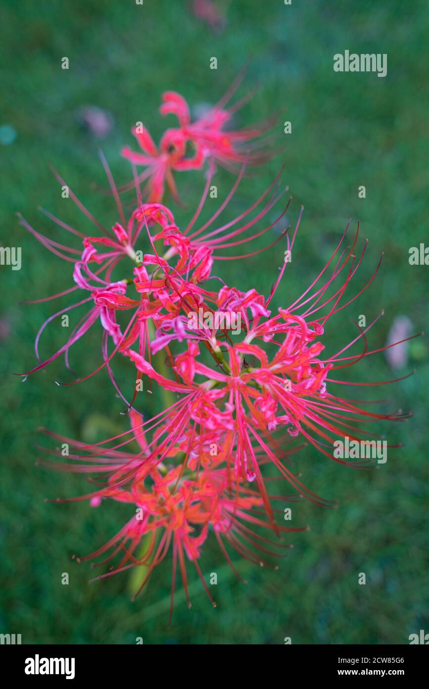 Red lycoris radiata on greed grass Stock Photo - Alamy