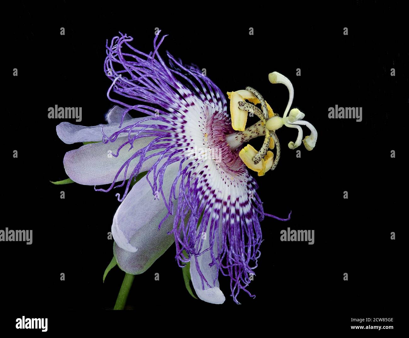 Binomial passiflora incarnata hi-res stock photography and images - Alamy