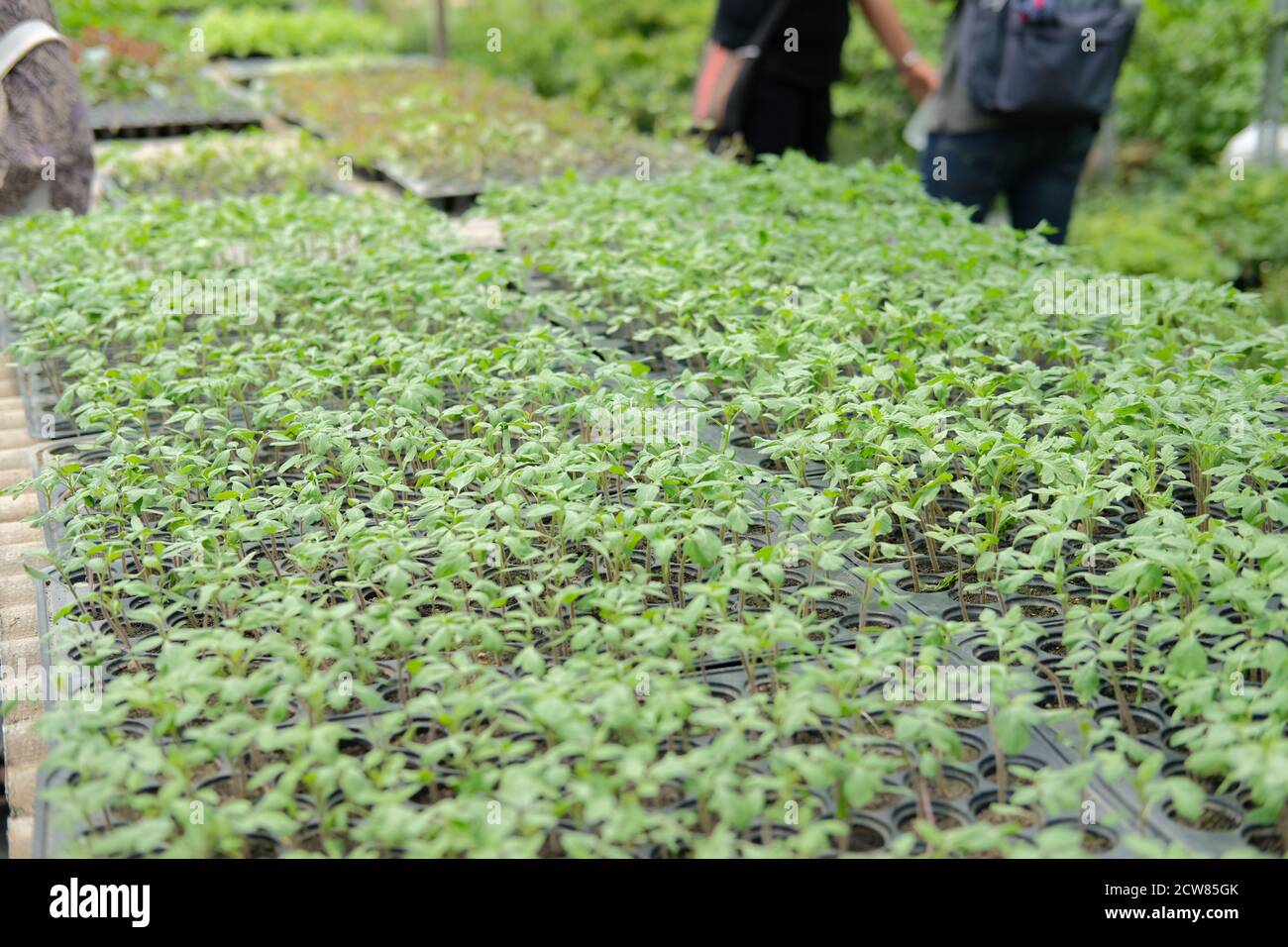 vegetable sprout seedling plant growing in nursery greenhouse in farm ...