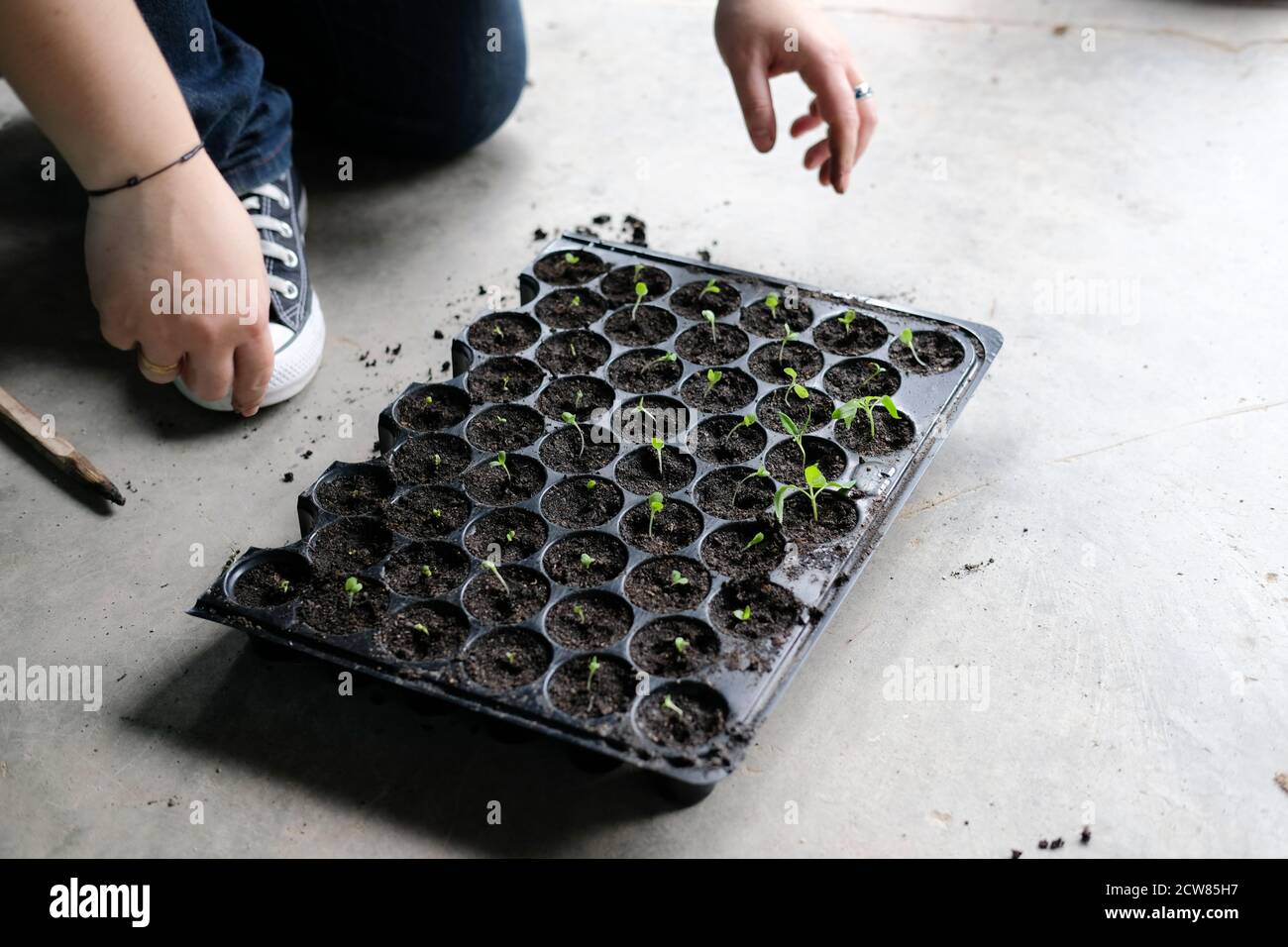 hand growing vegetable sprout seedling plant in nursery greenhouse in ...