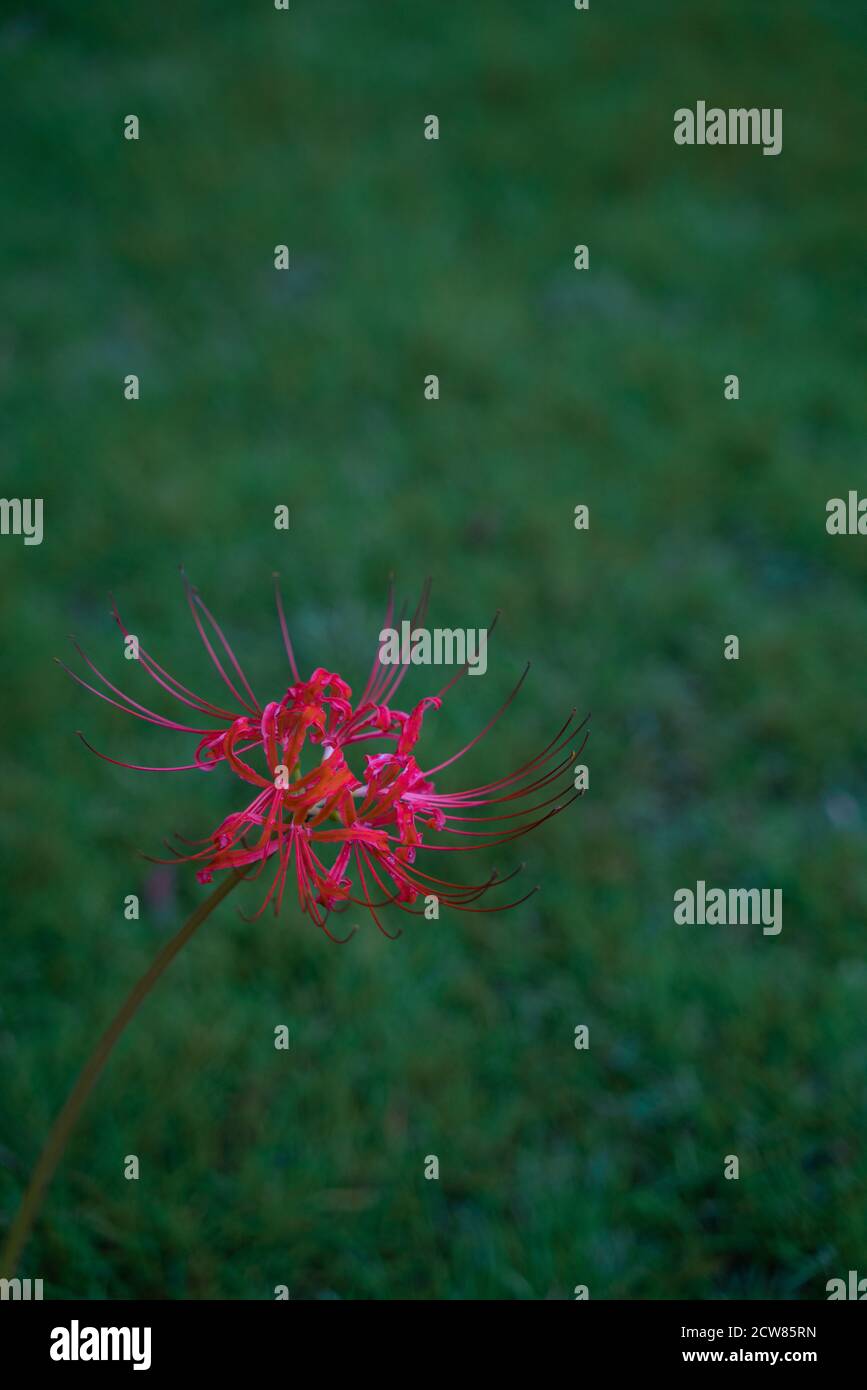 Red lycoris radiata on greed grass Stock Photo - Alamy