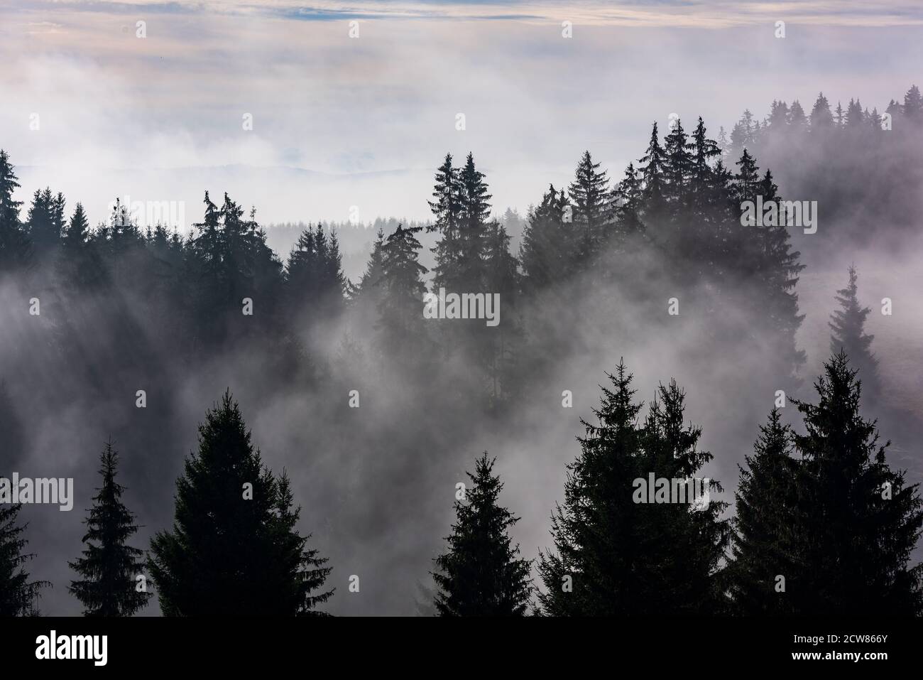 Forest in morning fog. Fog divided by sun rays Stock Photo - Alamy