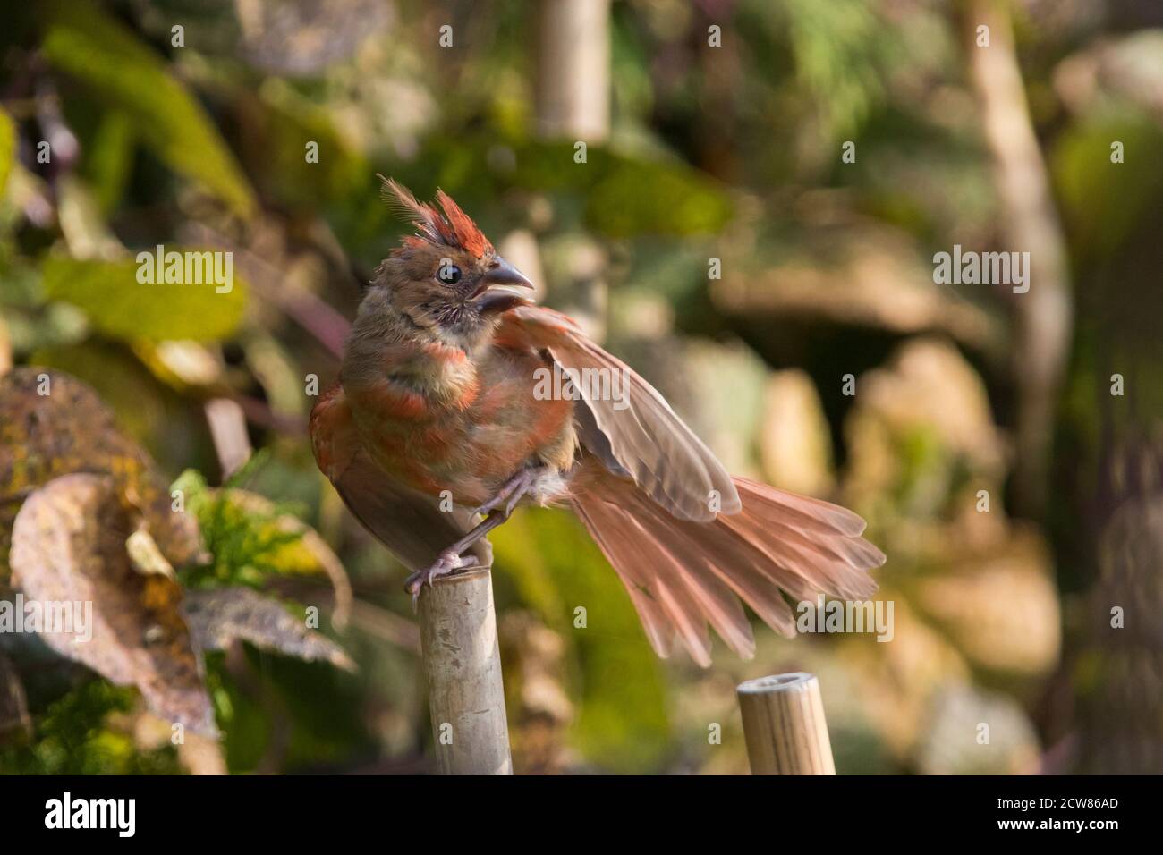 Baby red cardinal hi-res stock photography and images - Alamy