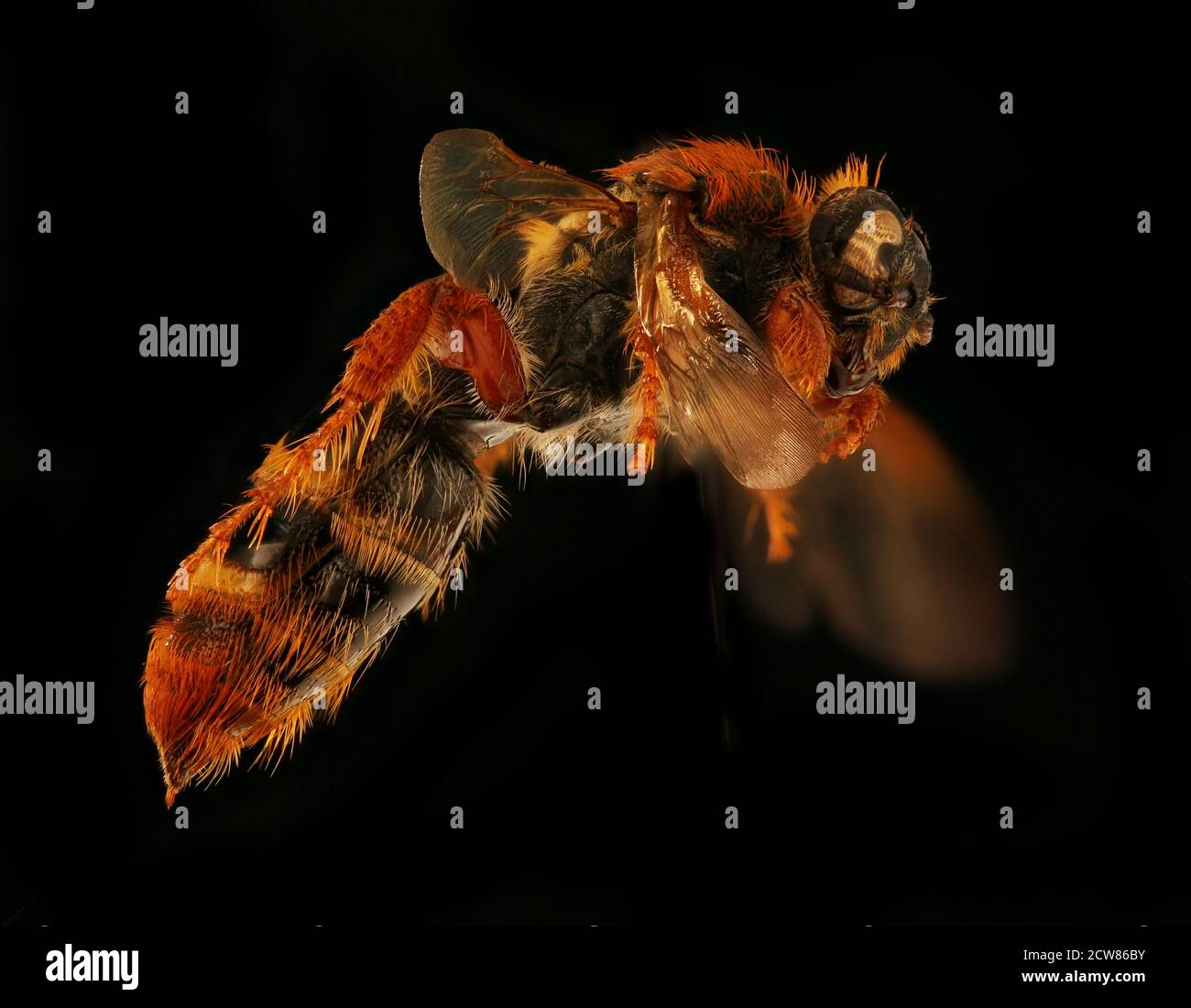 A Cool Wasp, photographed on October 21, 2019, in Sierra De Baoruco ...