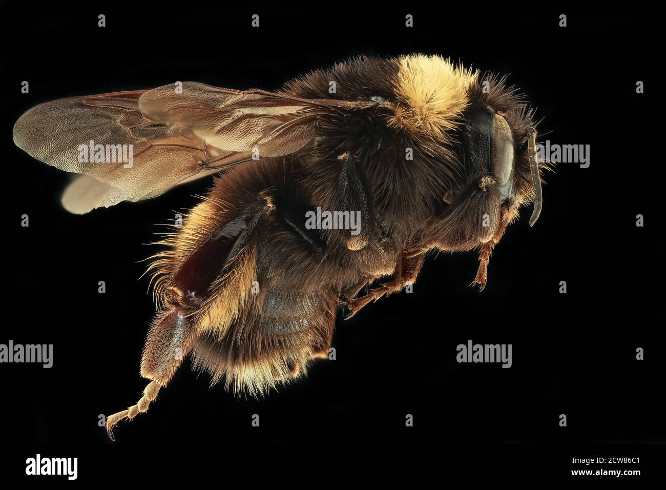 The image captures a close-up of Bombus terricola, a bumblebee species, photographed in Itasca ...