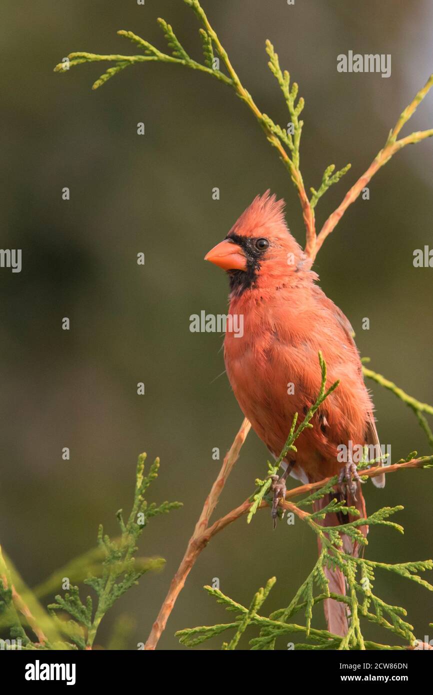 Northern cardinal in fall hi-res stock photography and images - Alamy
