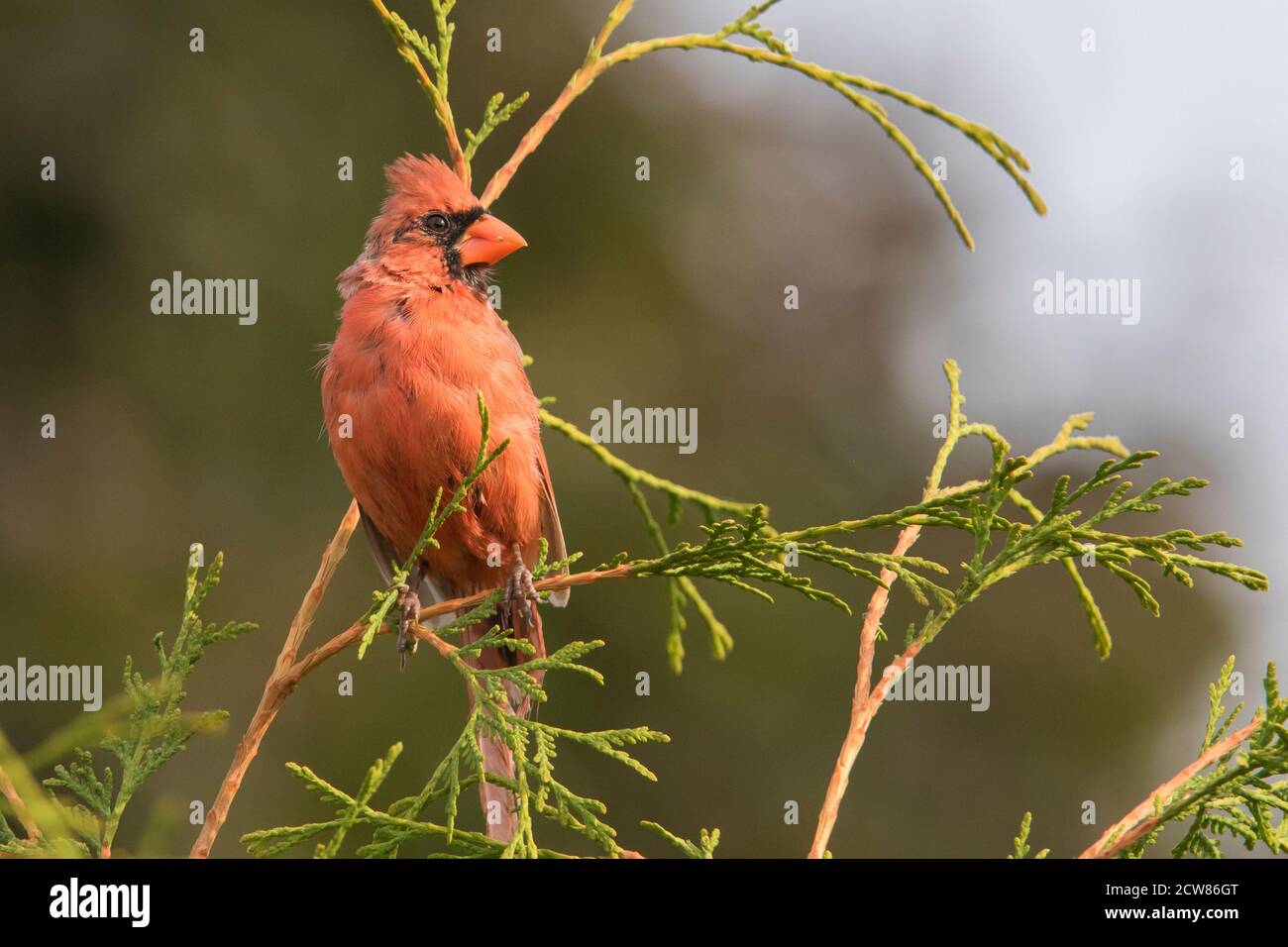Northern cardinal in fall hi-res stock photography and images - Alamy