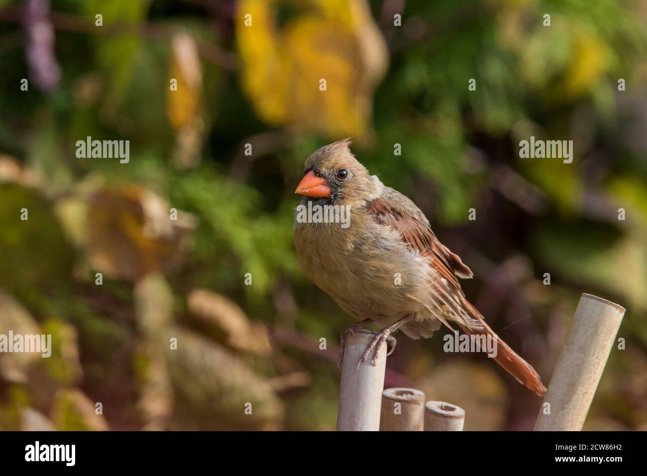 Juvenile northern cardinals hi-res stock photography and images - Alamy