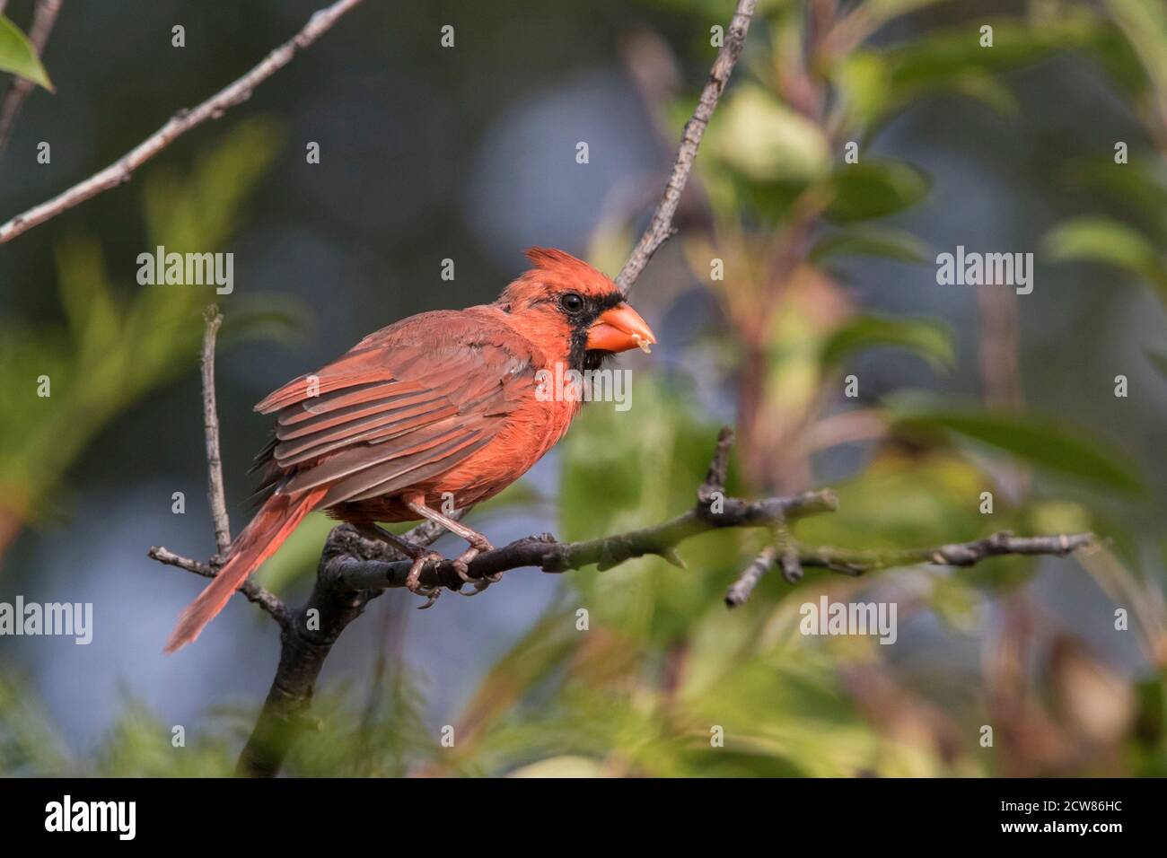 Northern cardinal in fall hi-res stock photography and images - Alamy