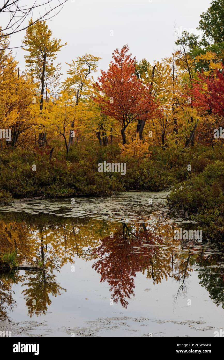 Canadian autumn colors in Oka national park Stock Photo - Alamy