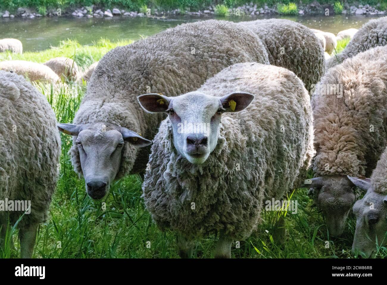 Countrylife hi-res stock photography and images - Alamy