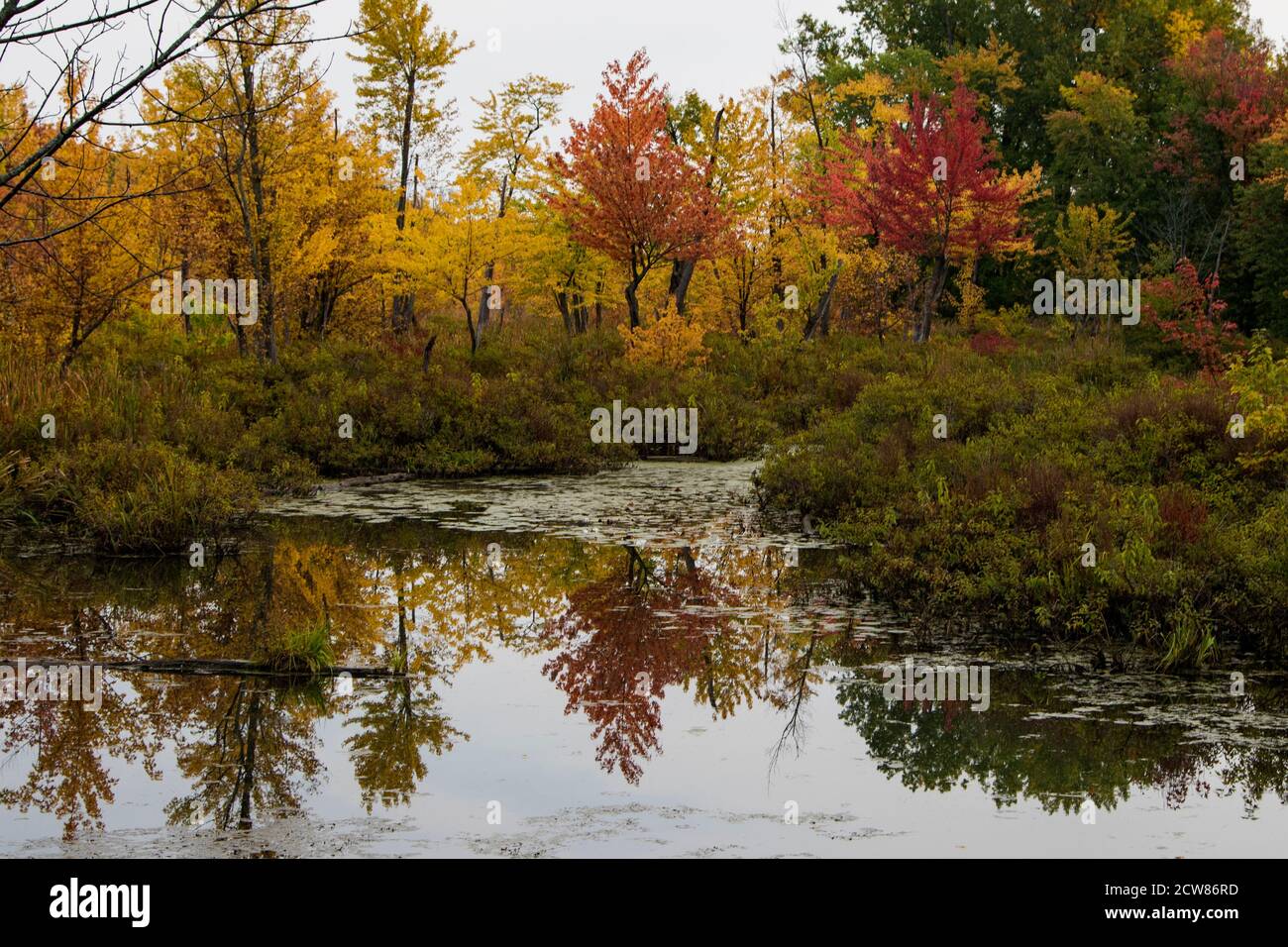 Canadian autumn colors in Oka national park Stock Photo - Alamy