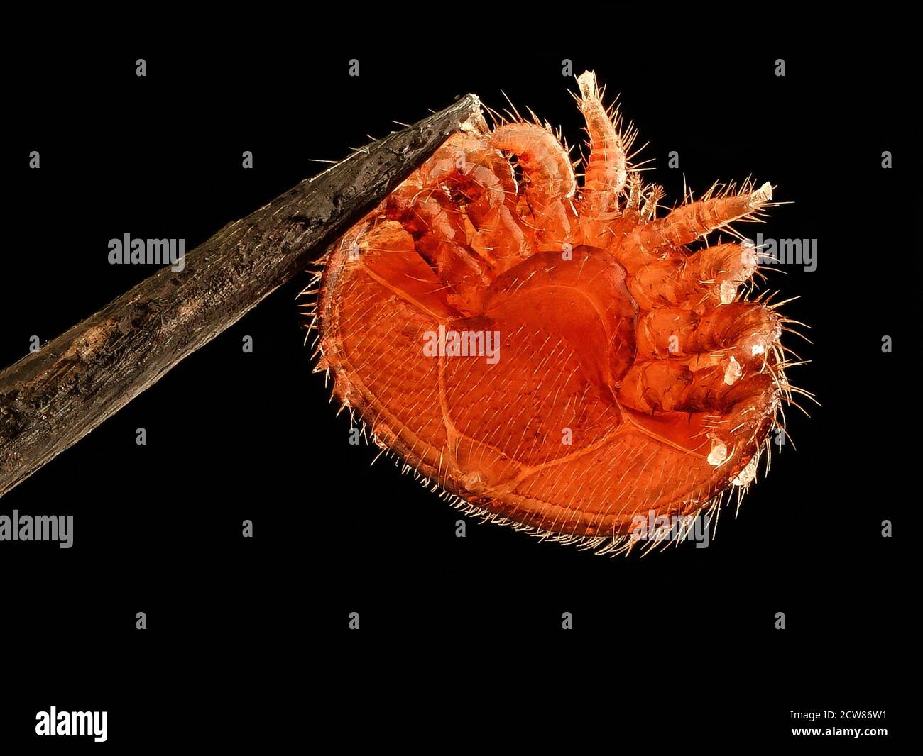 Varroa destructor varroa mite hi-res stock photography and images - Alamy