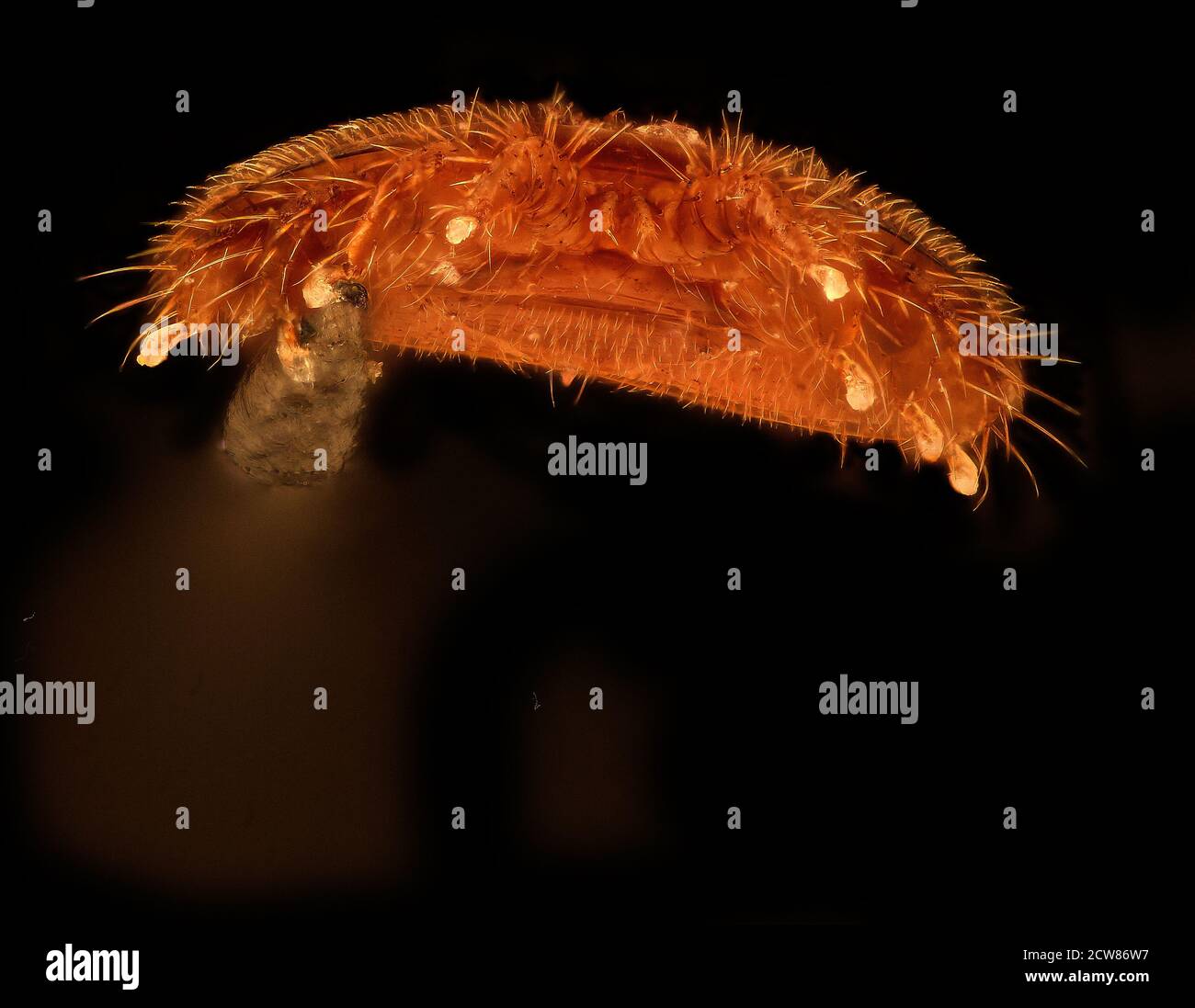 A close-up image of the Varroa destructor mite, captured on September 6 ...