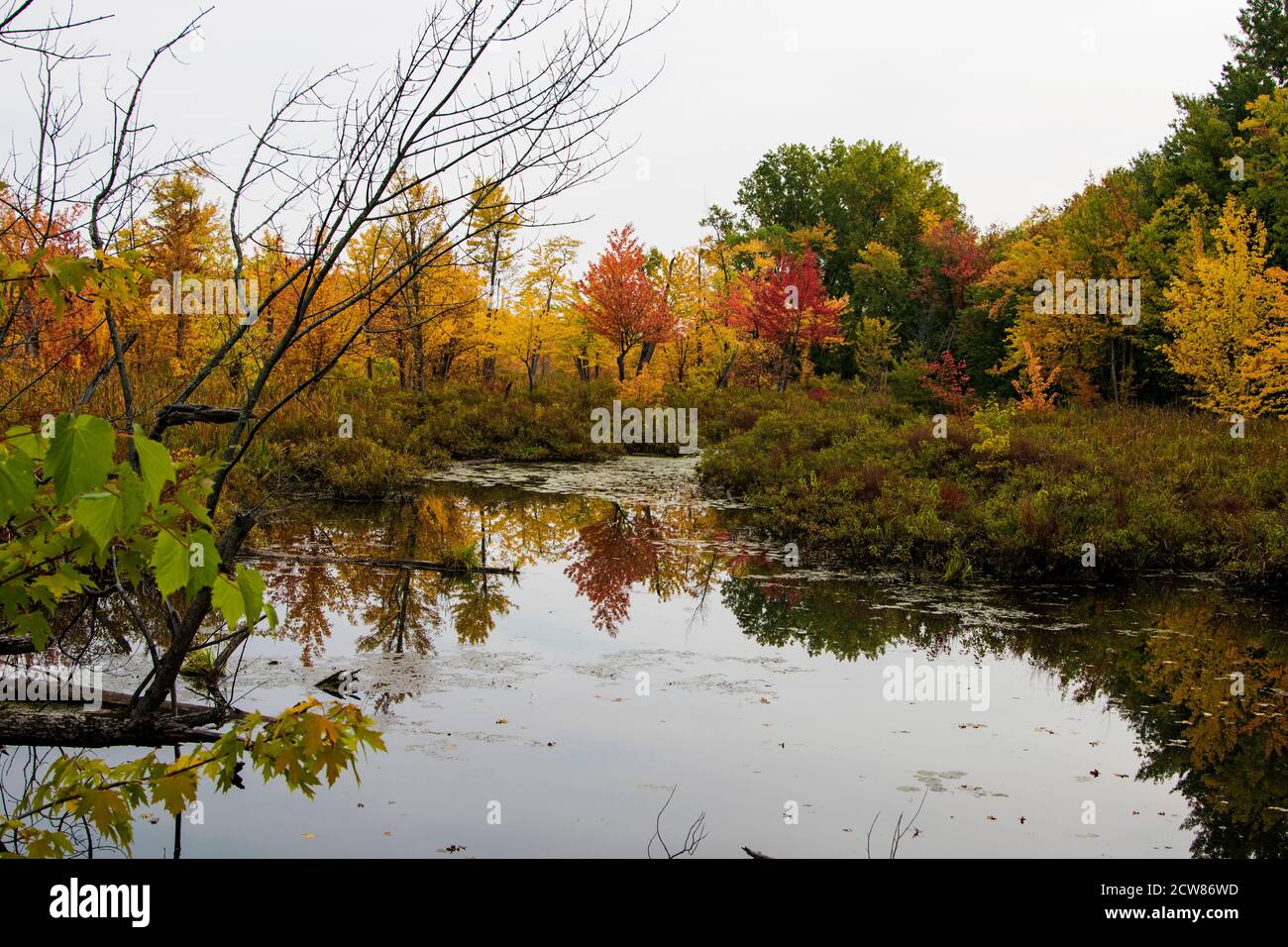 Canadian autumn colors in Oka national park Stock Photo - Alamy