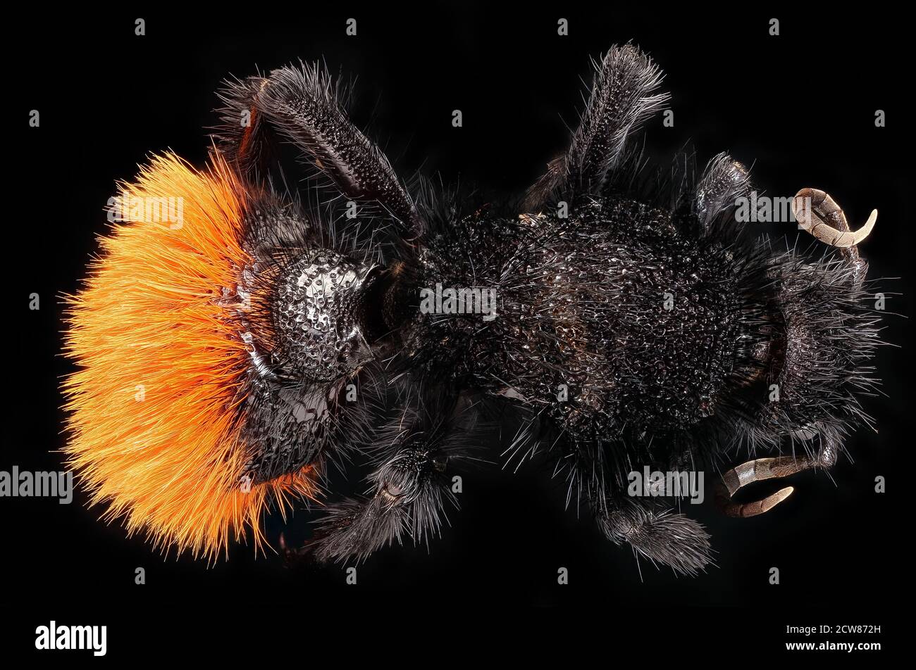 A mutillid specimen is photographed in Millard County, Utah, on October ...