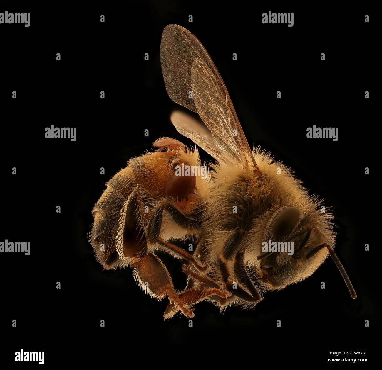 Varroa destructor varroa mite hi-res stock photography and images - Alamy