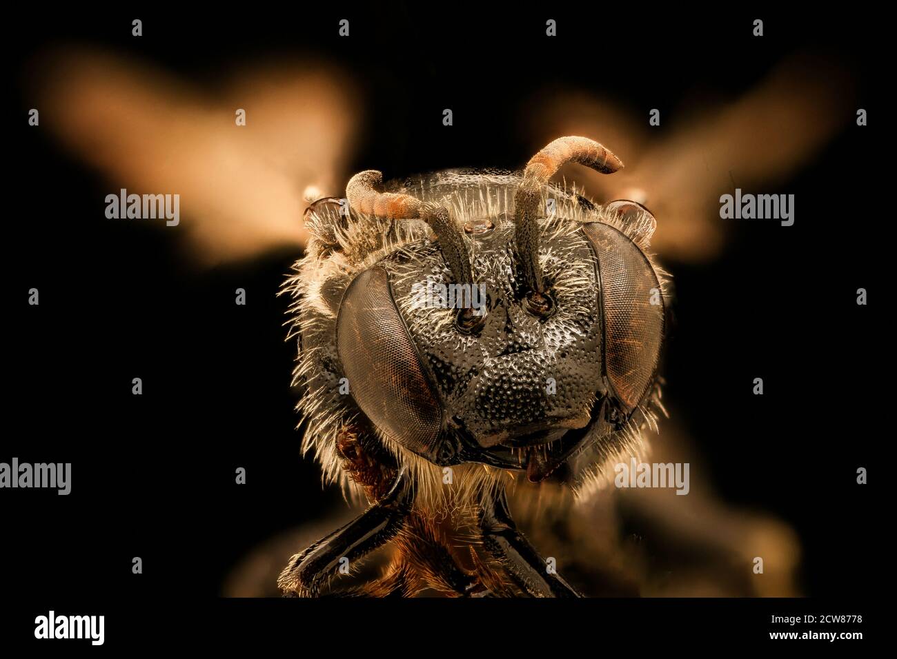 In Bath County, VA, on October 21, 2019, entomologists photographed a ...