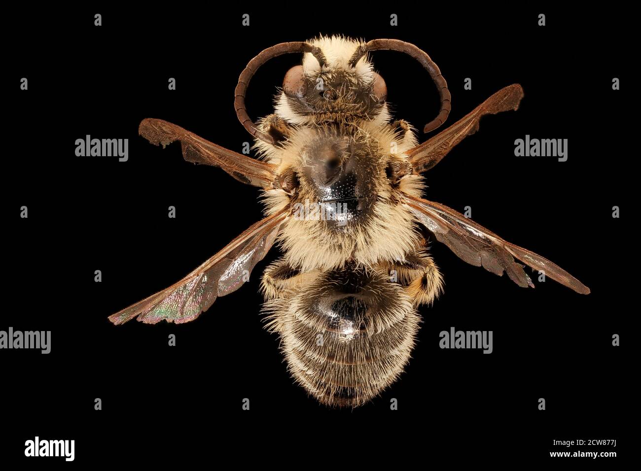 A Melitta melittoides bee was photographed in Anne Arundel, Maryland ...