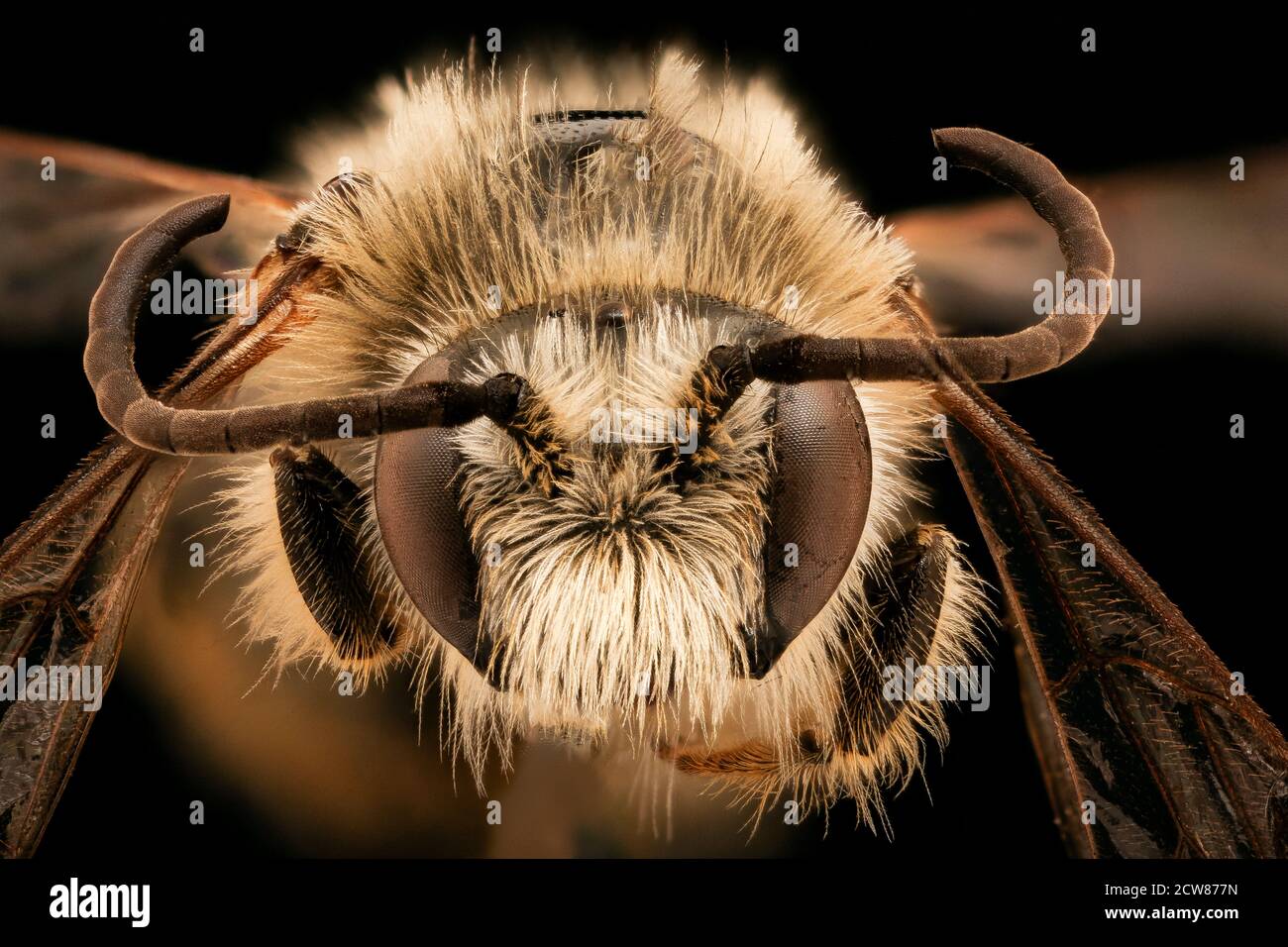 A Melitta melittoides bee was observed in Anne Arundel, Maryland, on ...