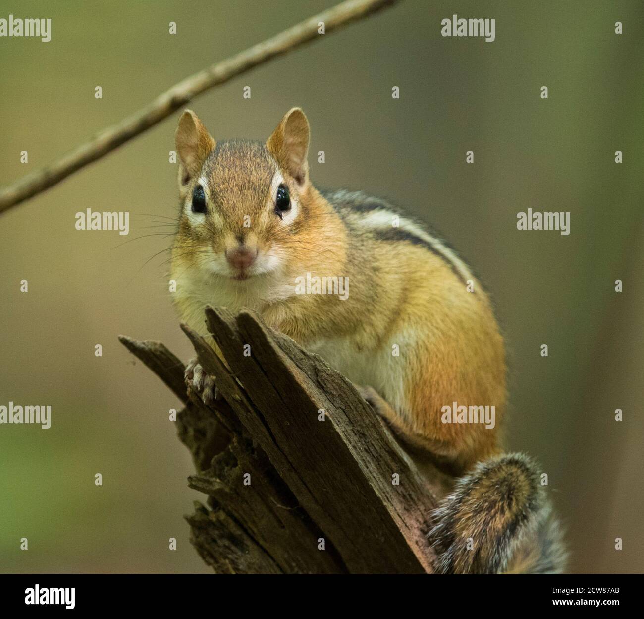 eastern chipmunk (Tamias striatus) in autumn Stock Photo - Alamy