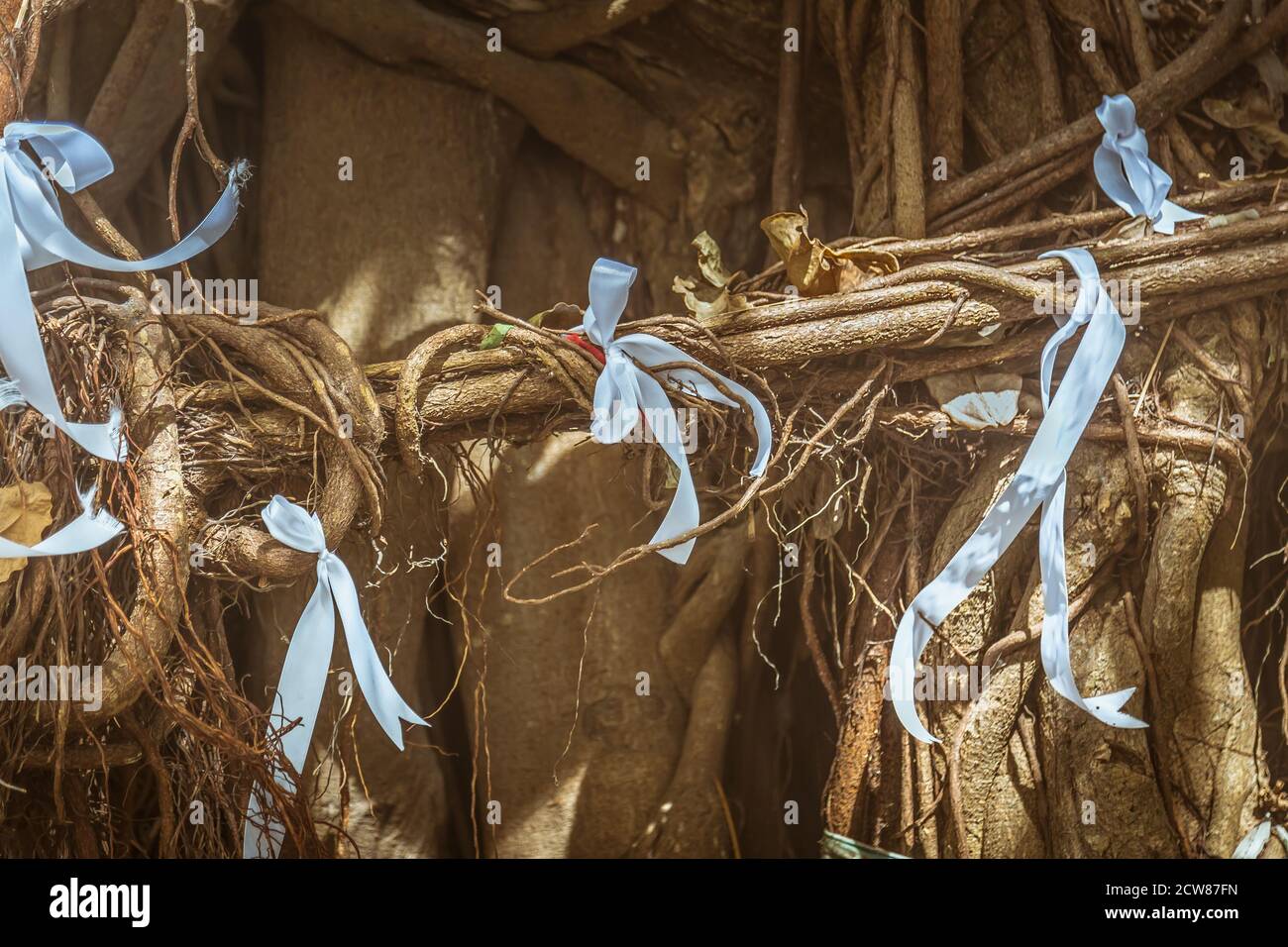 White fabric ribbons tied at the roots of sacred trees Stock Photo - Alamy