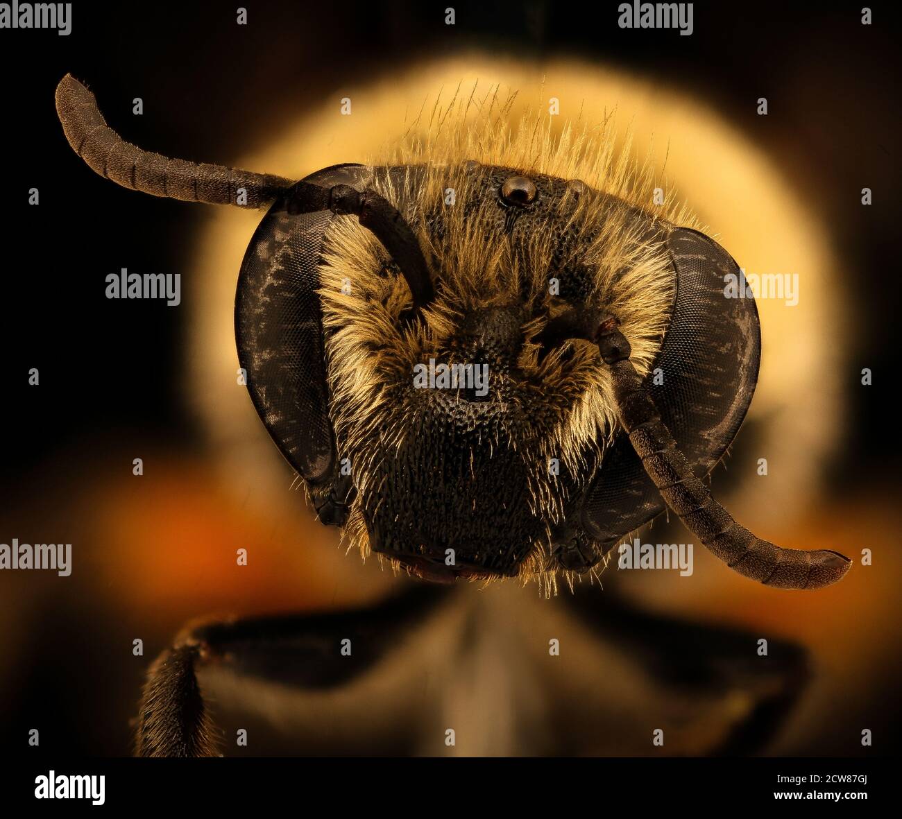 A close-up photograph of the female Colletes ciliatus, a native bee ...