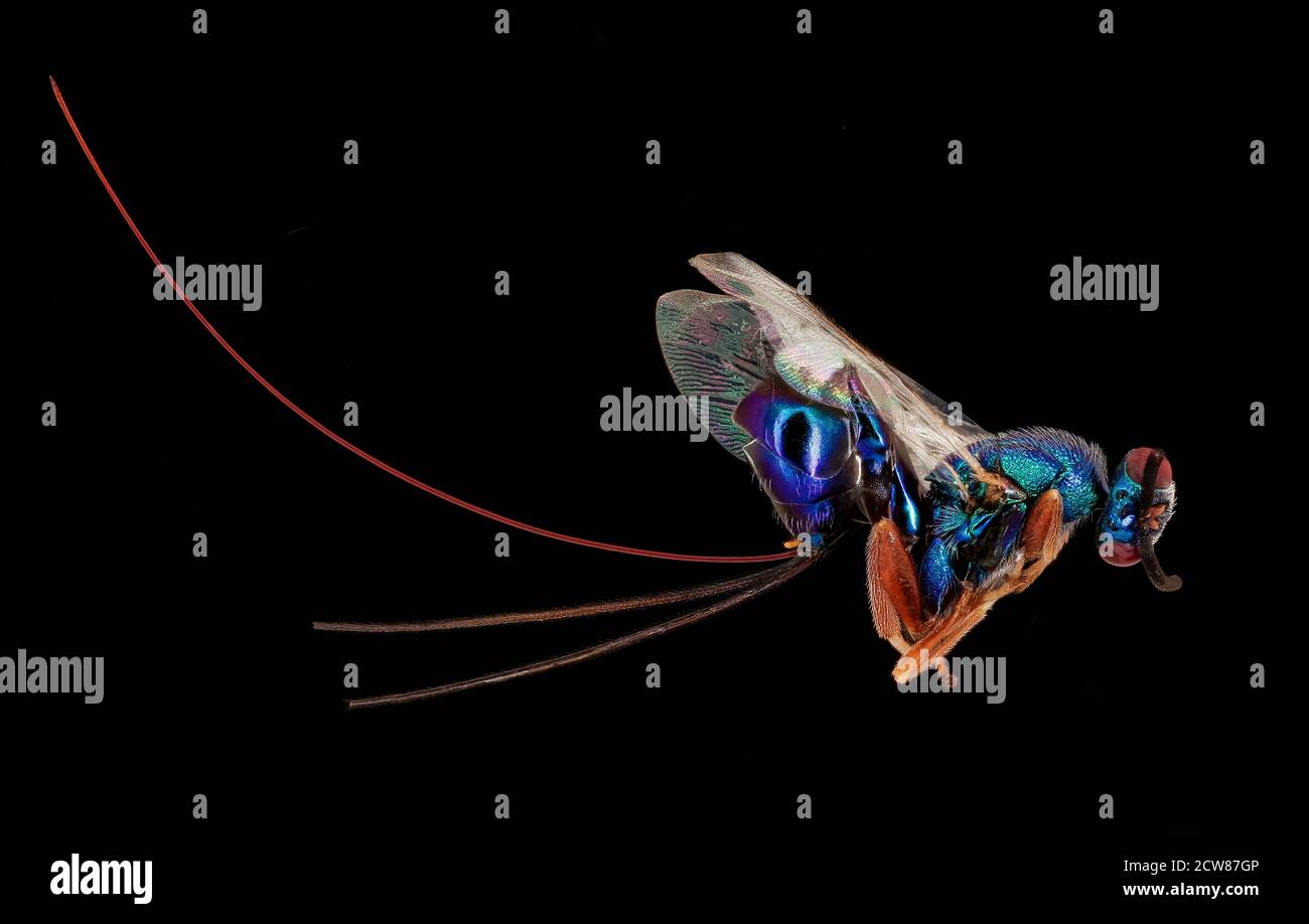A close-up image of a female Torymus species (parasite wasp ...
