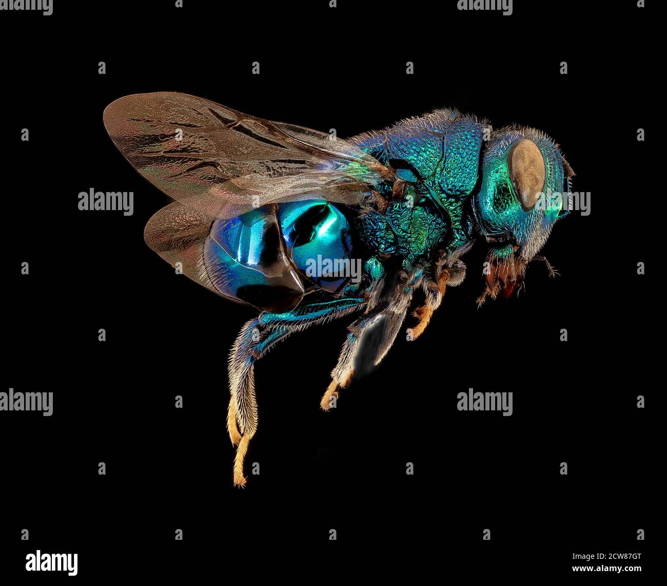 Perilampidae hi-res stock photography and images - Alamy