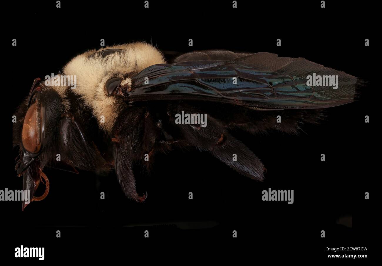 The image features a close-up of *Xylocopa grisescens*, a native ...
