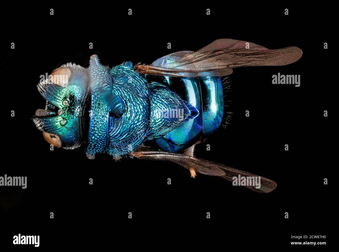 Perilampidae hi-res stock photography and images - Alamy