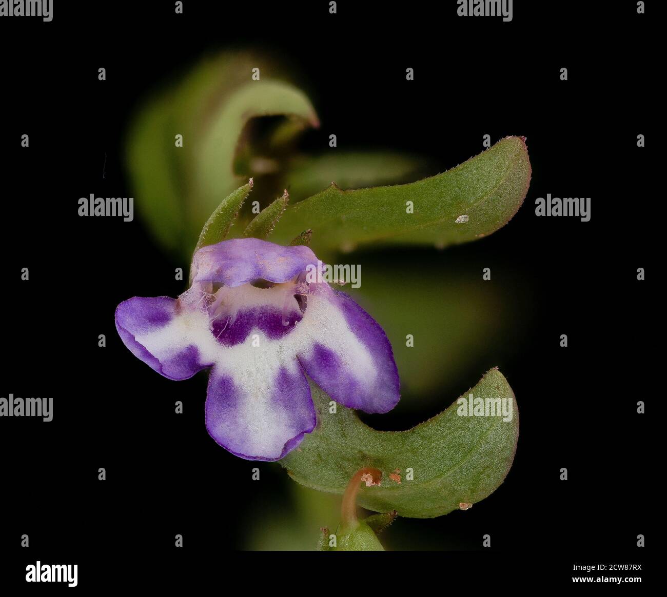Linderniaceae family hi-res stock photography and images - Alamy