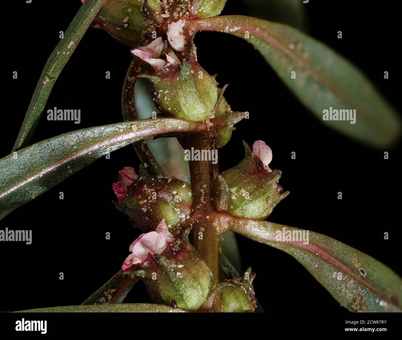 Rough buttonweed hi-res stock photography and images - Alamy