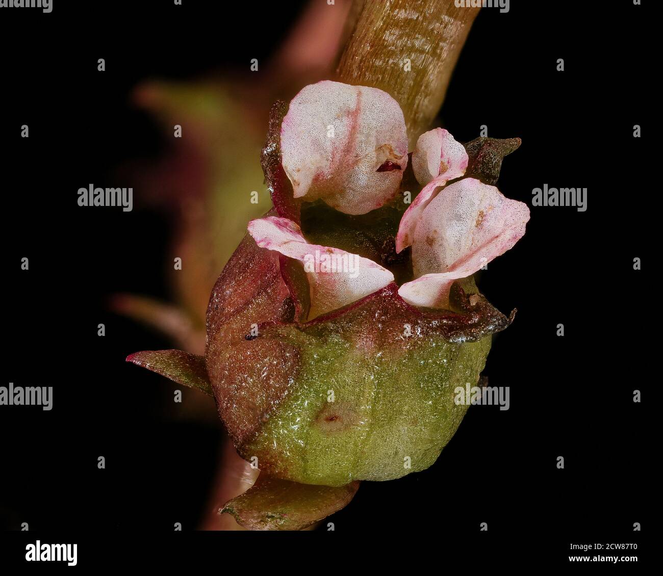 Poorjoe hi-res stock photography and images - Alamy
